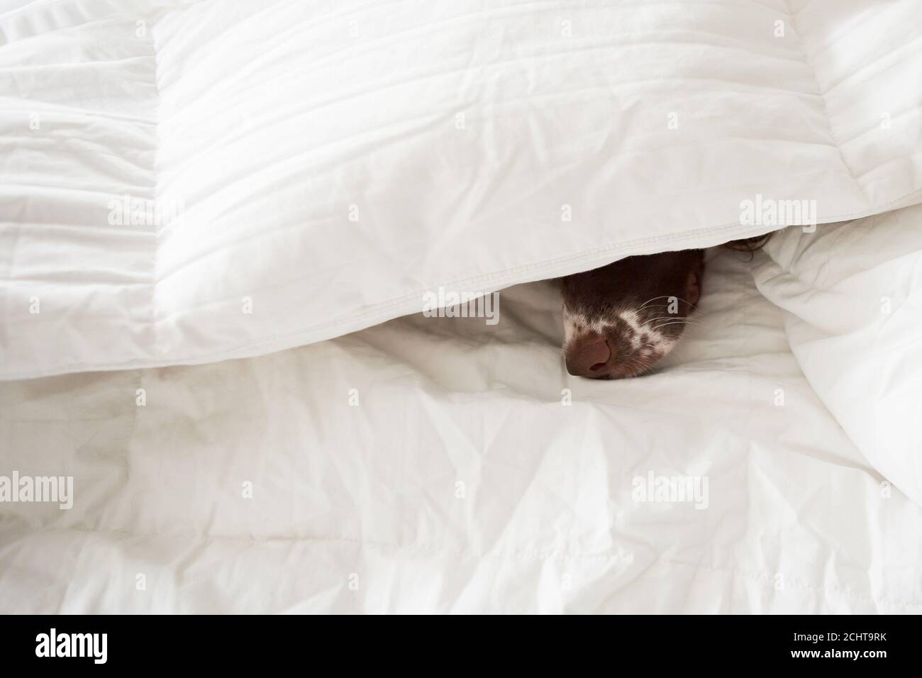 LIver and White English Springer Spaniel Puppy Sleeping on a Bed with ...