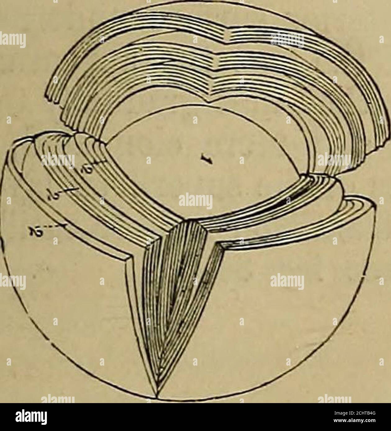 . Quain's elements of anatomy . THE LEXS. 427 The lens-fibres, as the ...