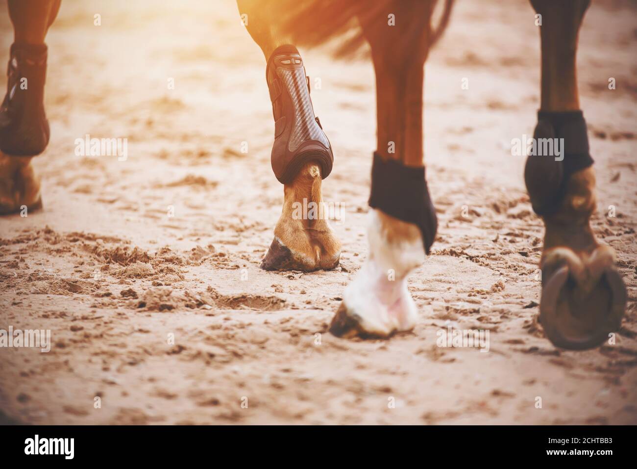 Shod hooves of a sorrel racehorse walking on a sandy arena, close-up ...