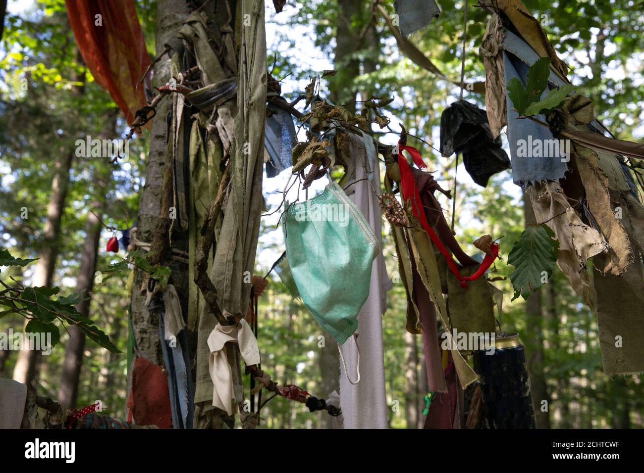 various collected garbage from forest hanging in a tree with medical ...