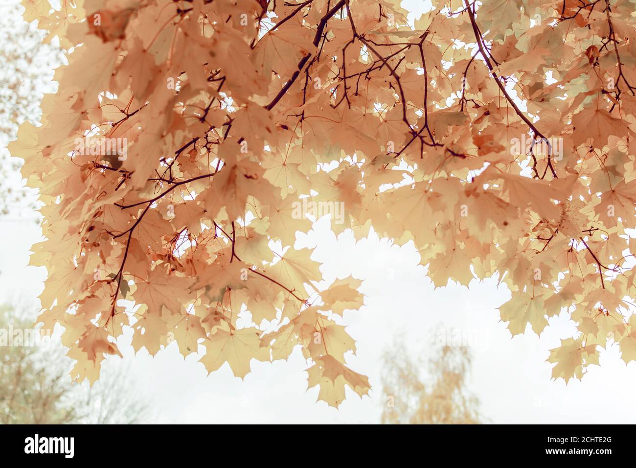 Soft light-brown maple leaves in autumn season with blurred background ...
