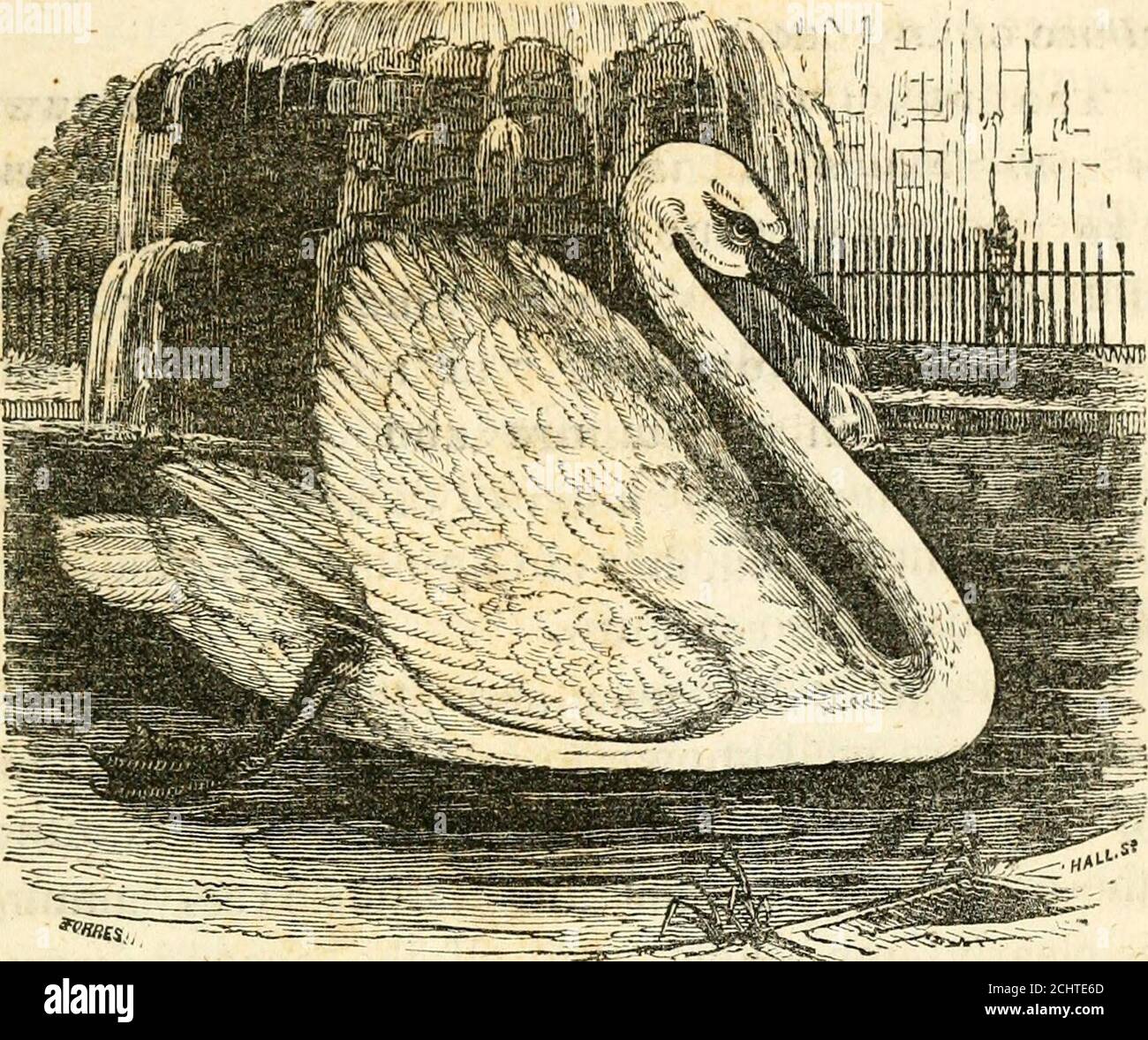 . The American poulterer's companion: : a practical treatise on the ...
