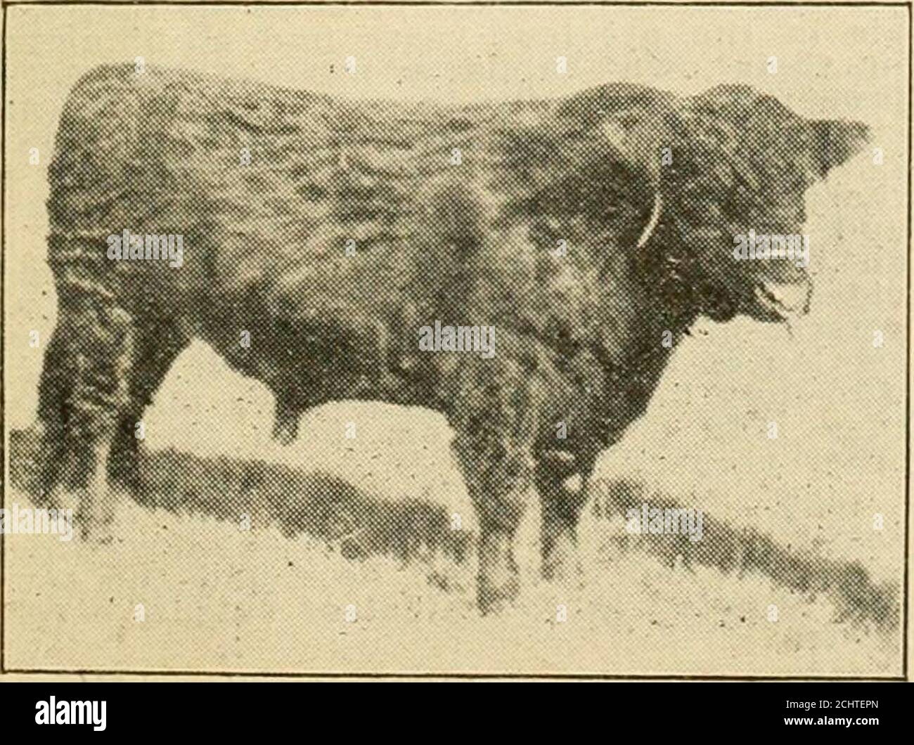 Adorned cows hi-res stock photography and images - Alamy