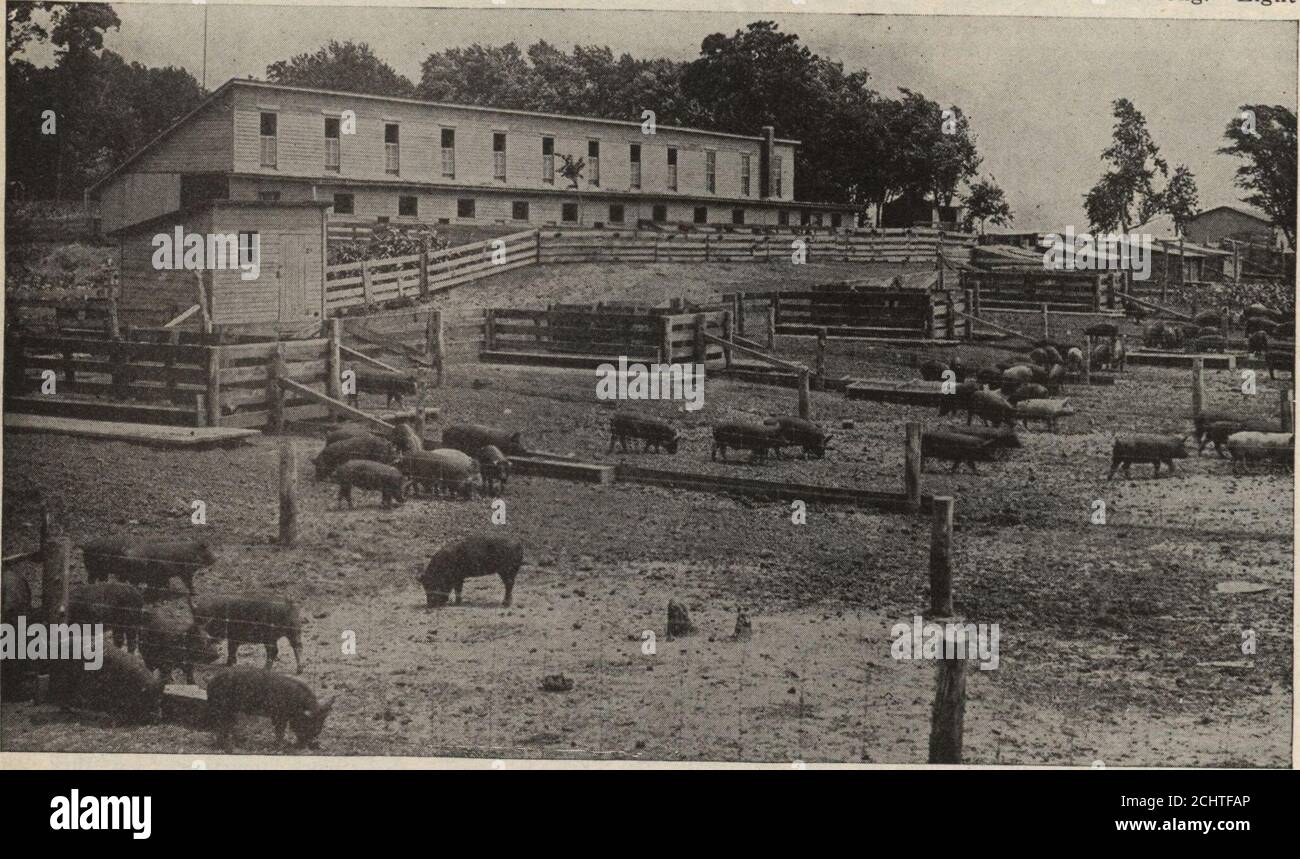 . Our farm and building book. . King Gano, Champion Duroc Boar,Owned at ...