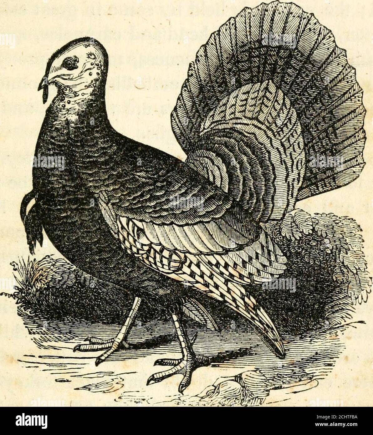 . The American poulterer's companion: : a practical treatise on the ...