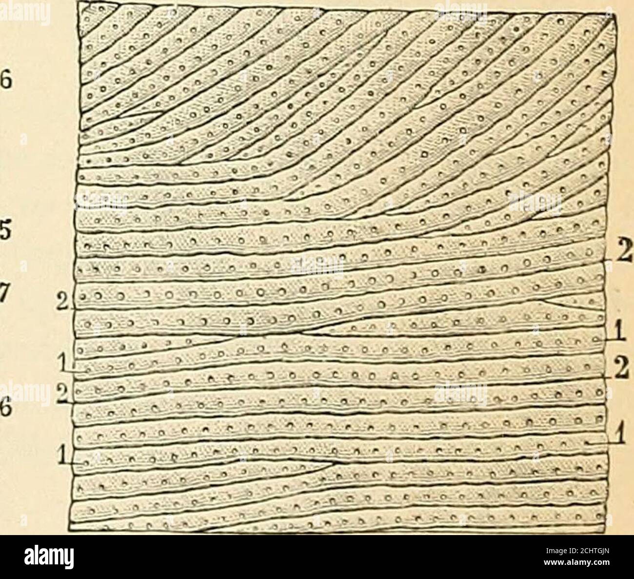 Sudoriferous glands hi-res stock photography and images - Alamy