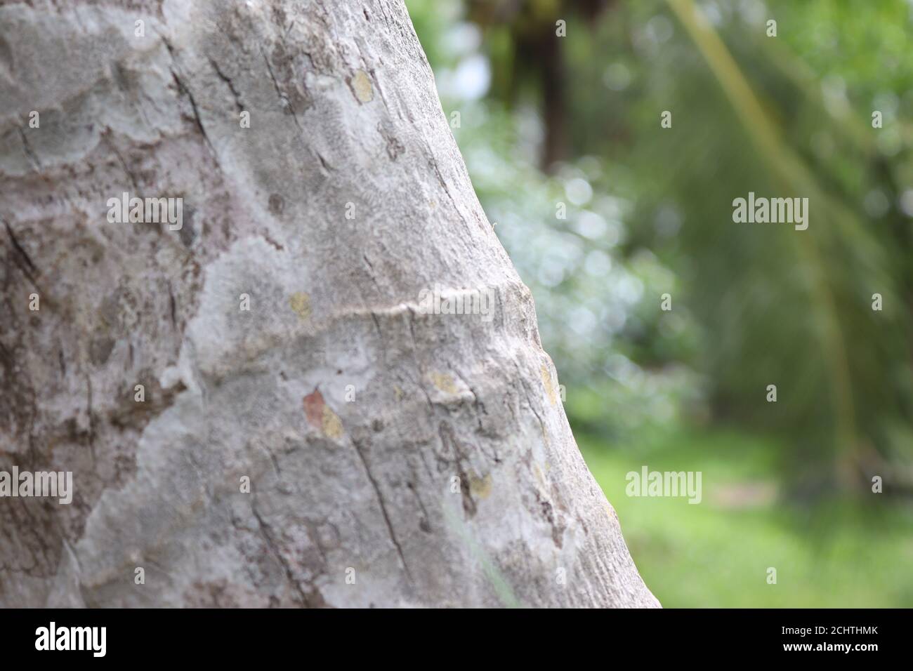 Coconut bark sri lanka hi-res stock photography and images - Alamy