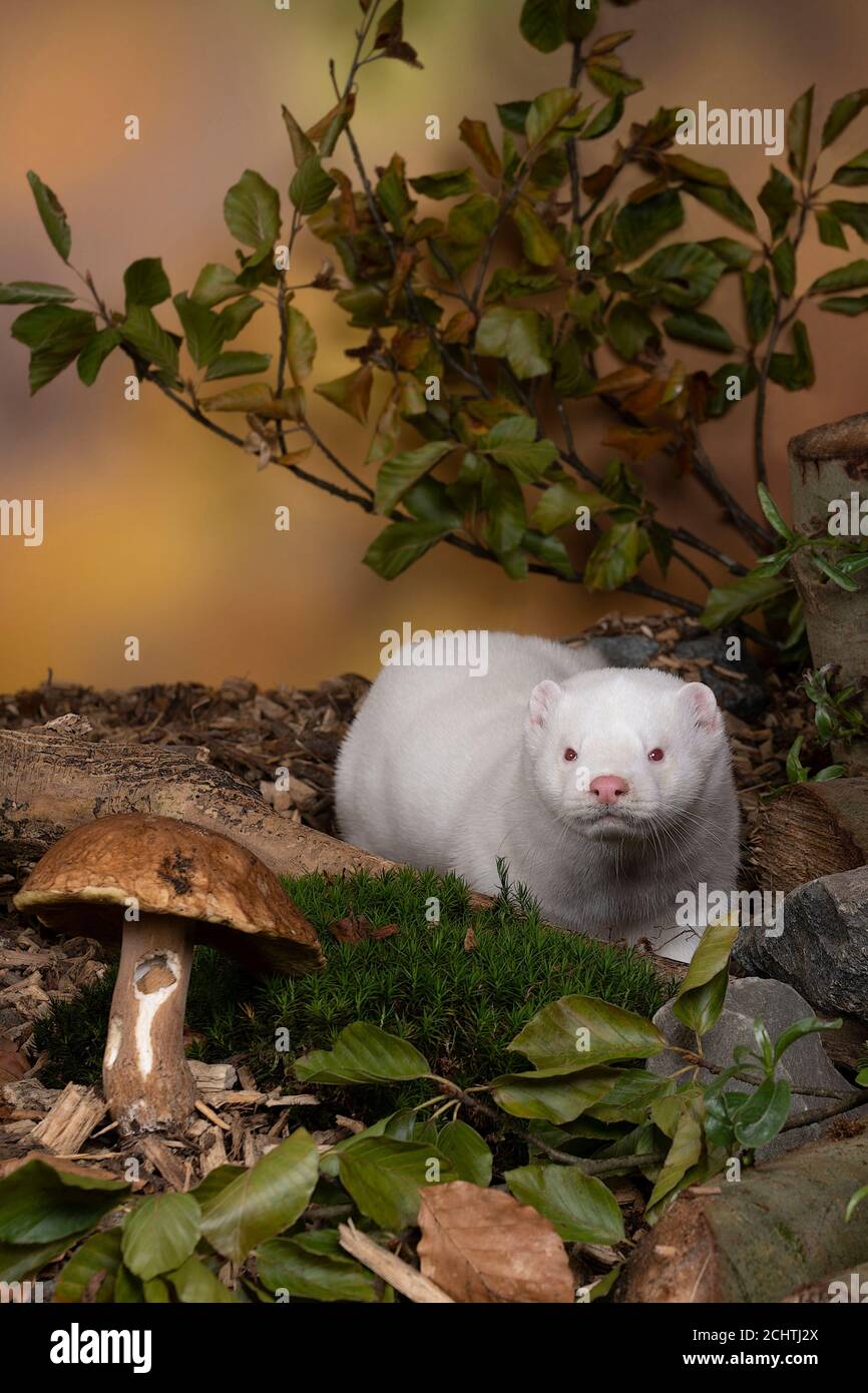 A White European mink or nerts from a fur farm in an autumn forest ...