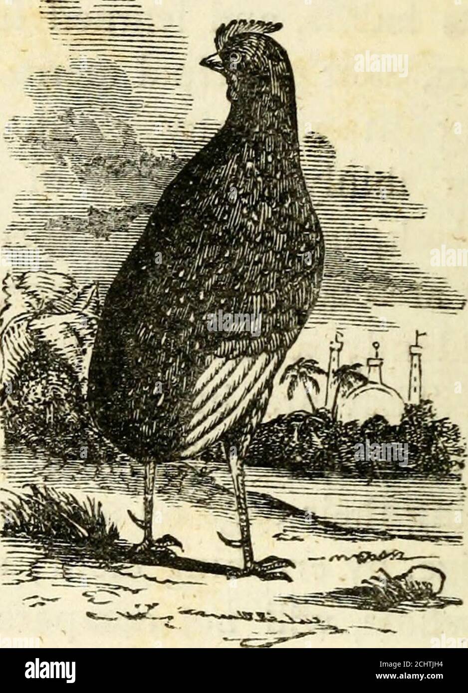 Domestic fowl uses eggs hi-res stock photography and images - Alamy