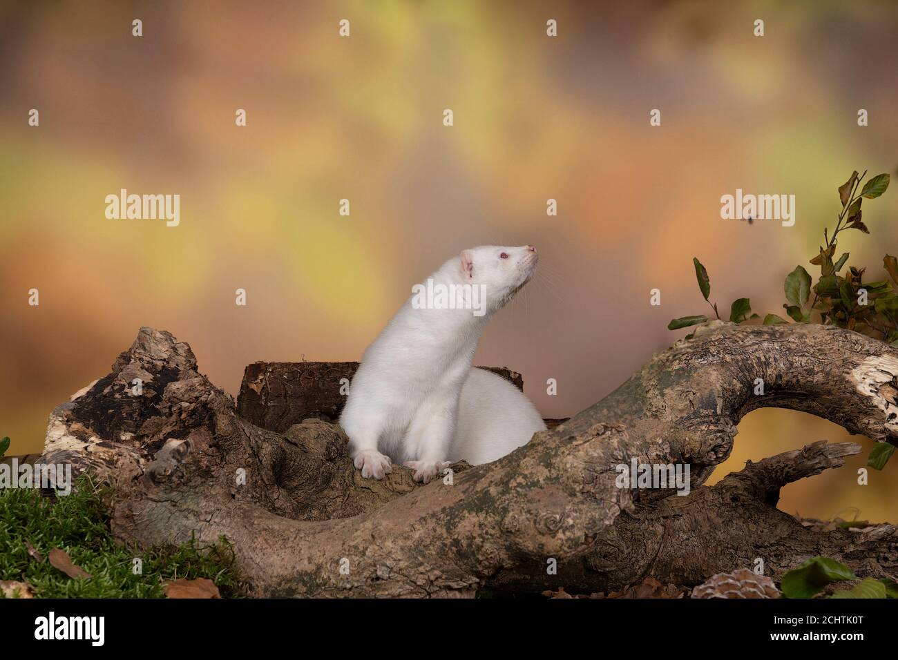 A White European mink or nerts from a fur farm in an autumn forest ...