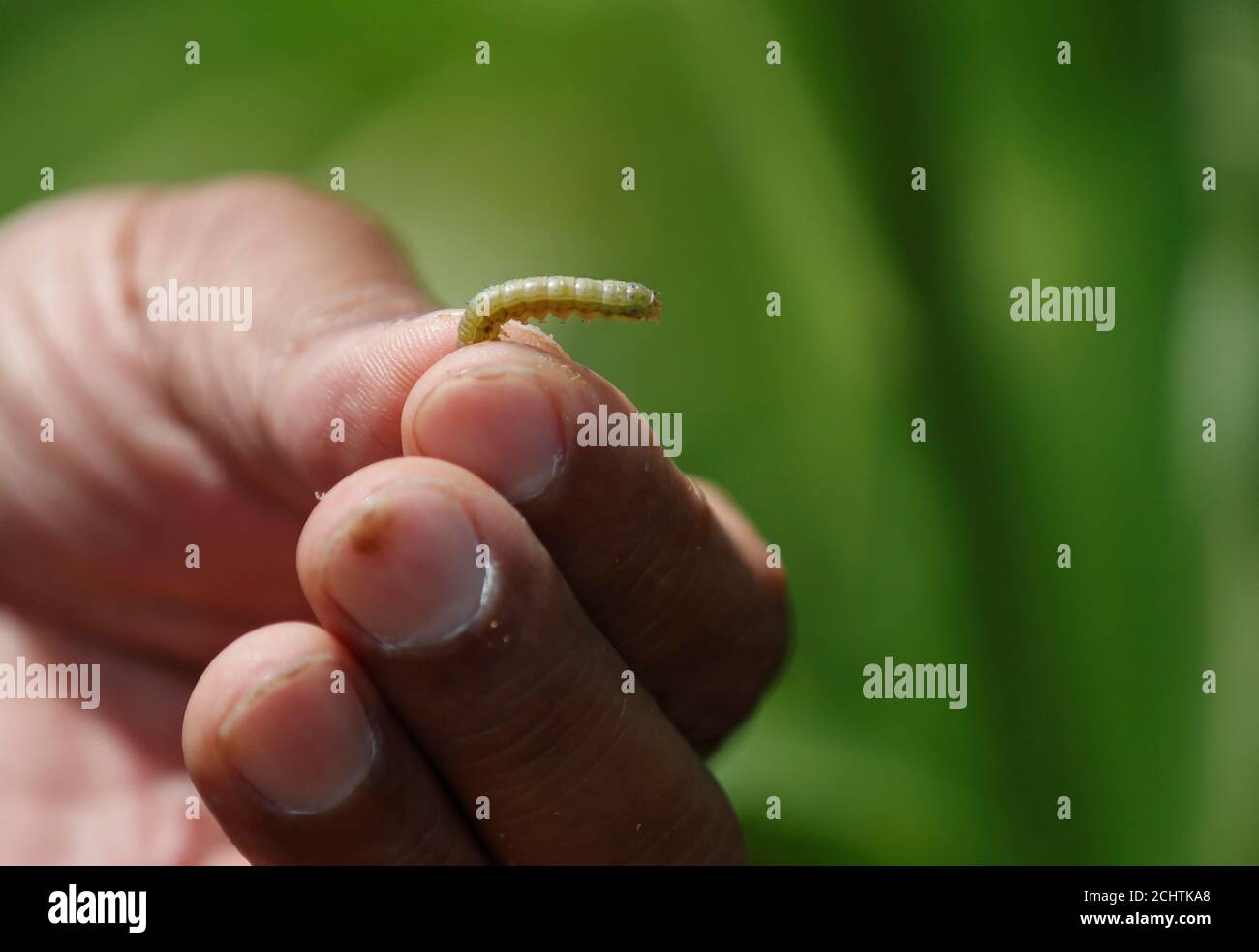 Fall armyworm maize hi-res stock photography and images - Alamy