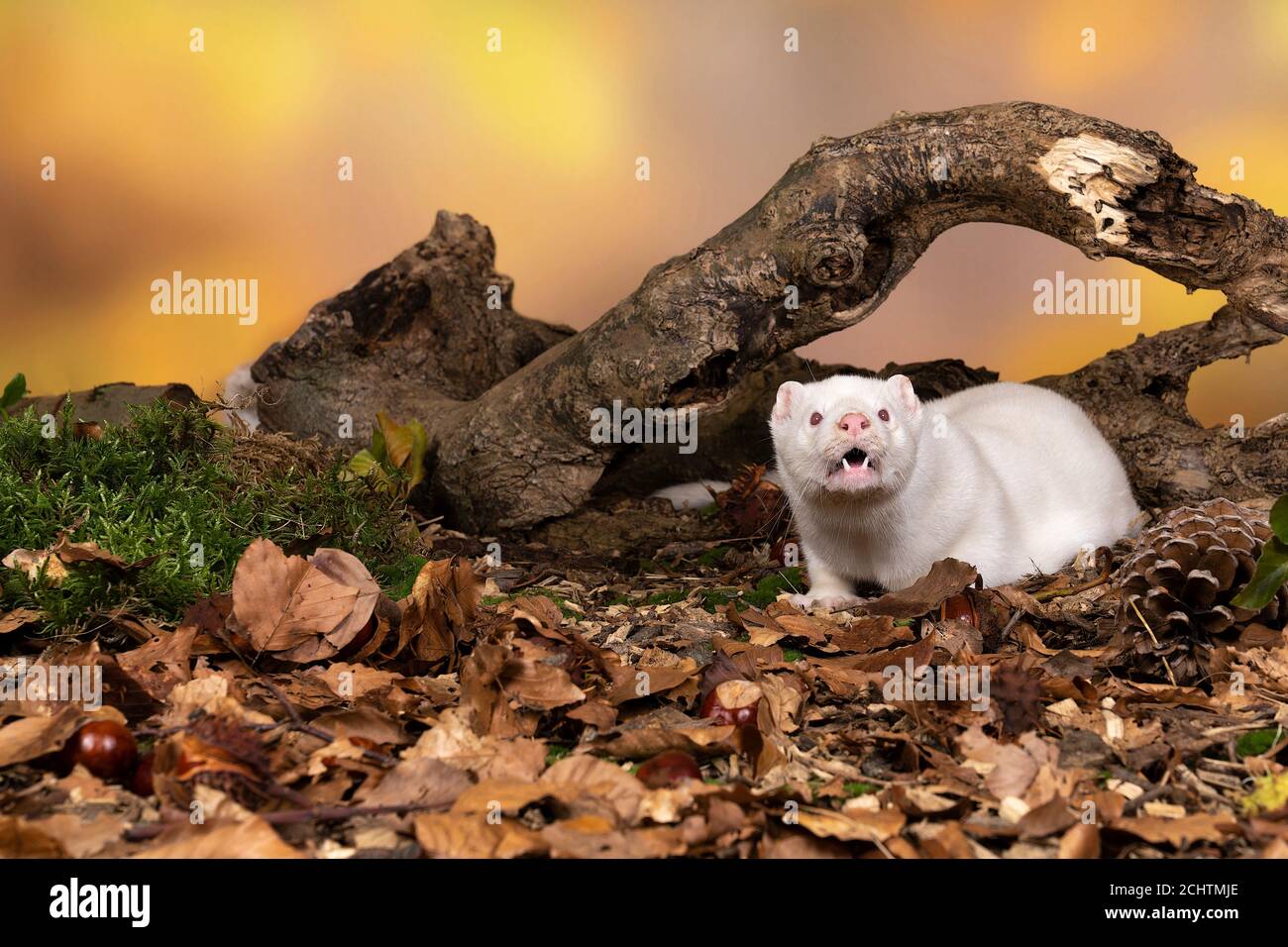 A White European mink or nerts from a fur farm in an autumn forest ...