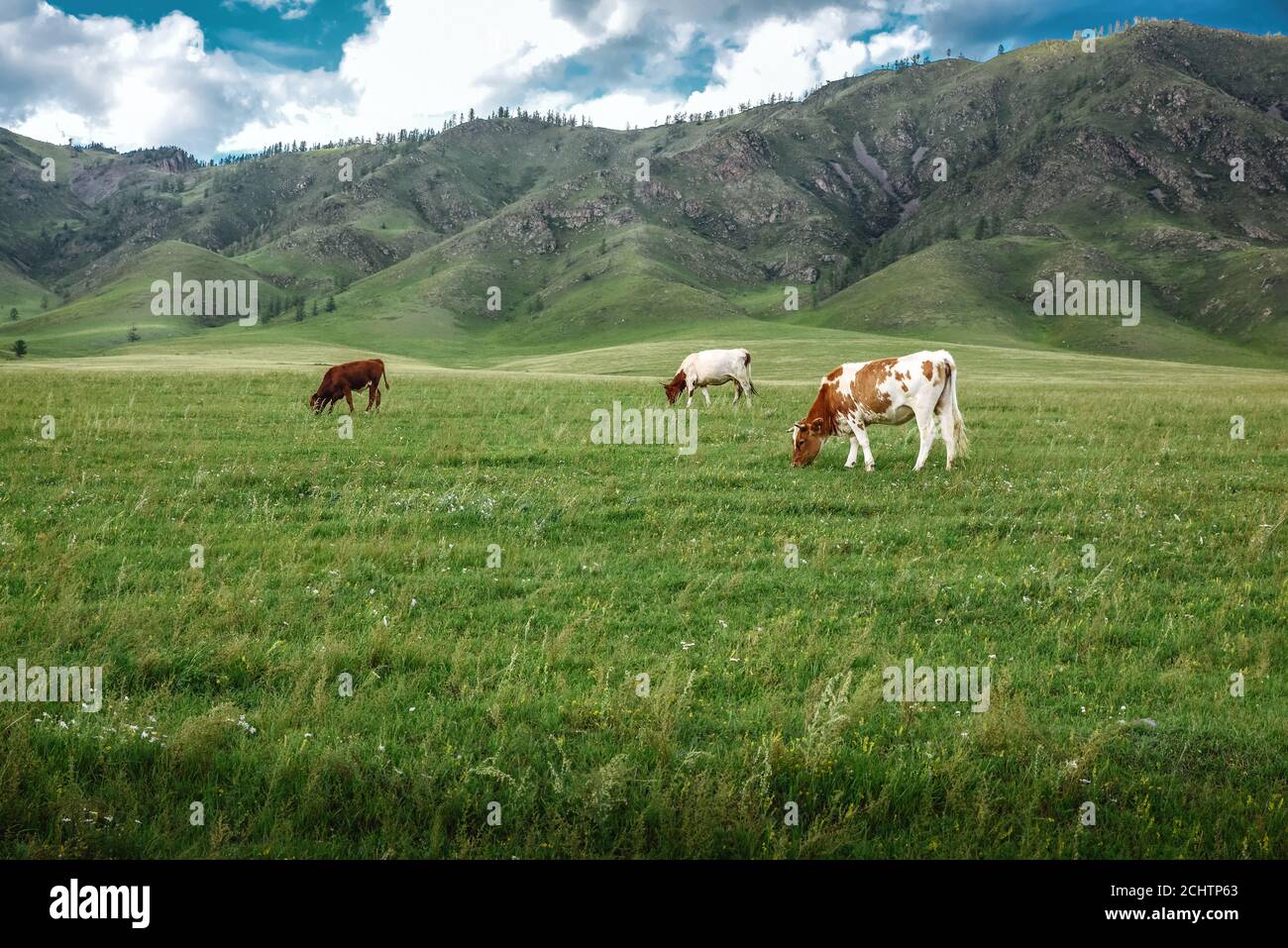 Ecological breeding cow hi-res stock photography and images - Alamy