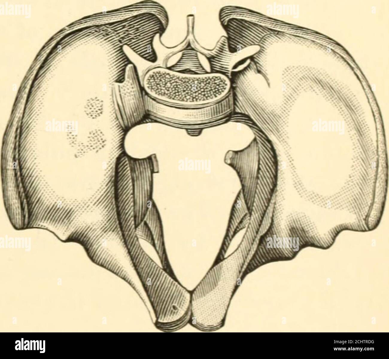 . The science and art of midwifery . riorly. The linear ilio ...