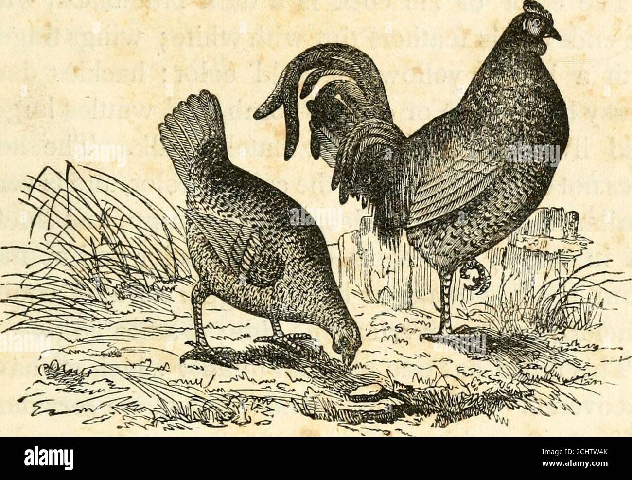 . The American poulterer's companion: : a practical treatise on the ...