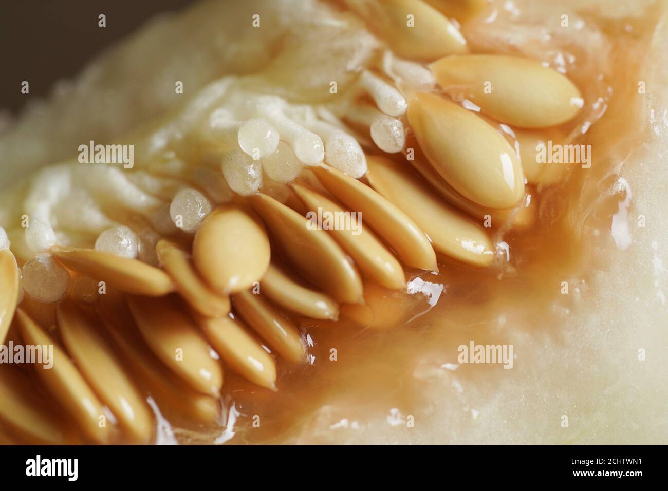 Macro photo melon ripe seeds with juicy pulp.Closeup.Seedling seeds ...