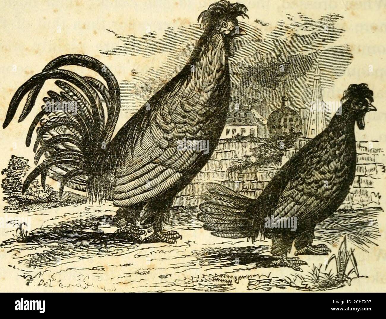 . The American poulterer's companion: : a practical treatise on the ...