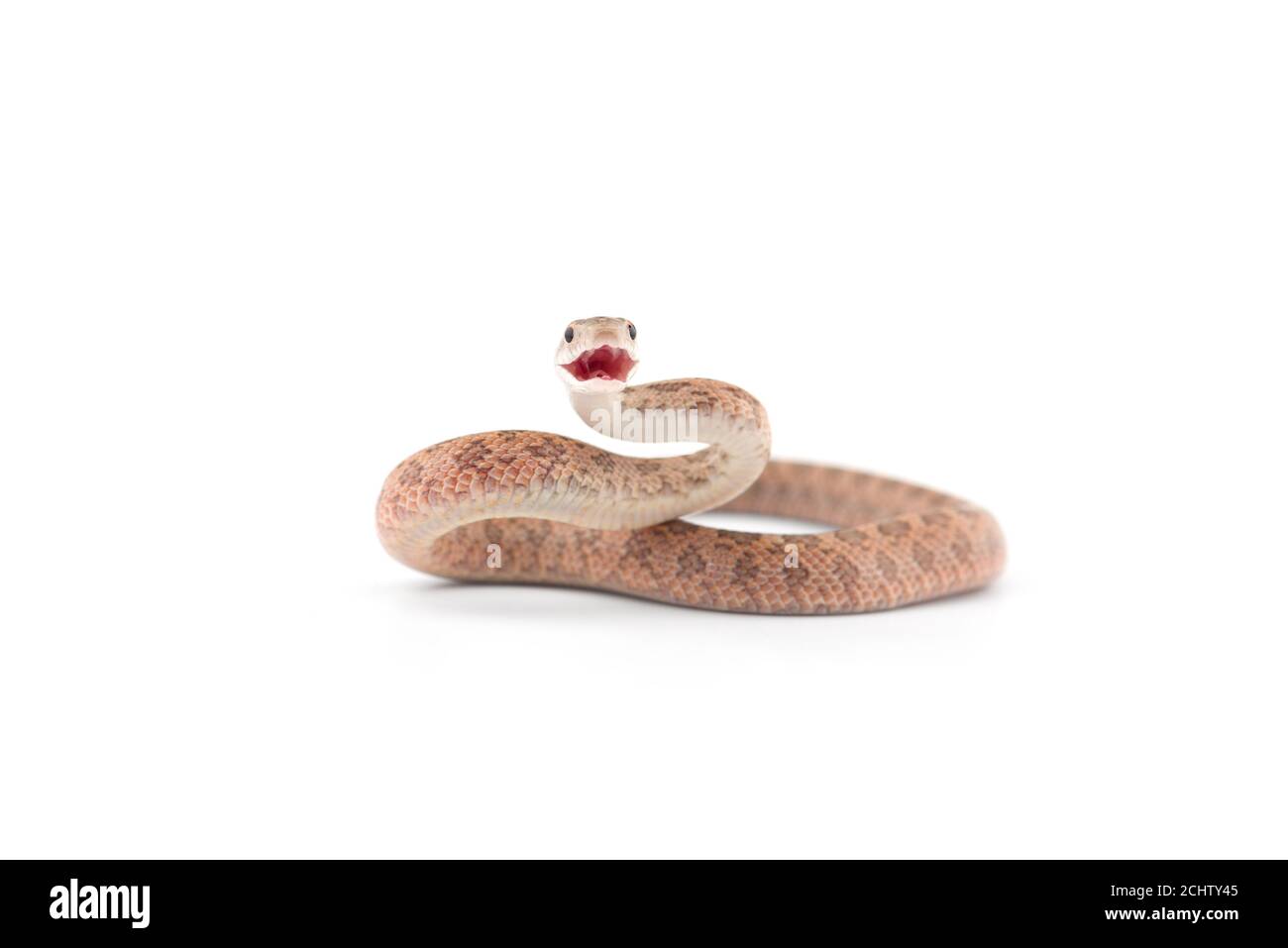 Aggressive Rat snake attack pose isolated on white background Stock ...