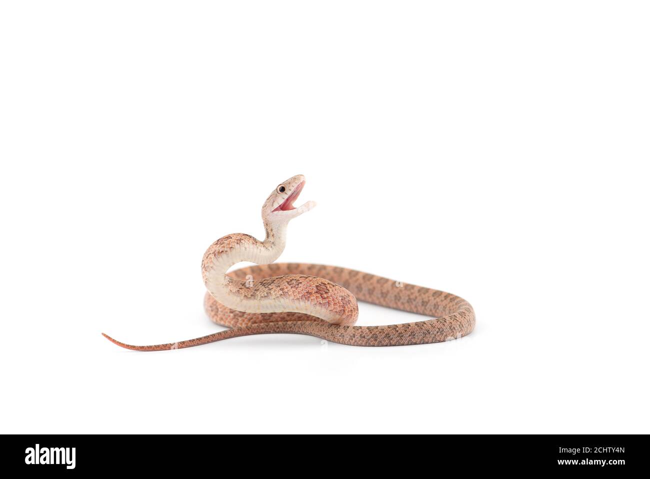 Aggressive Rat snake attack pose isolated on white background Stock ...