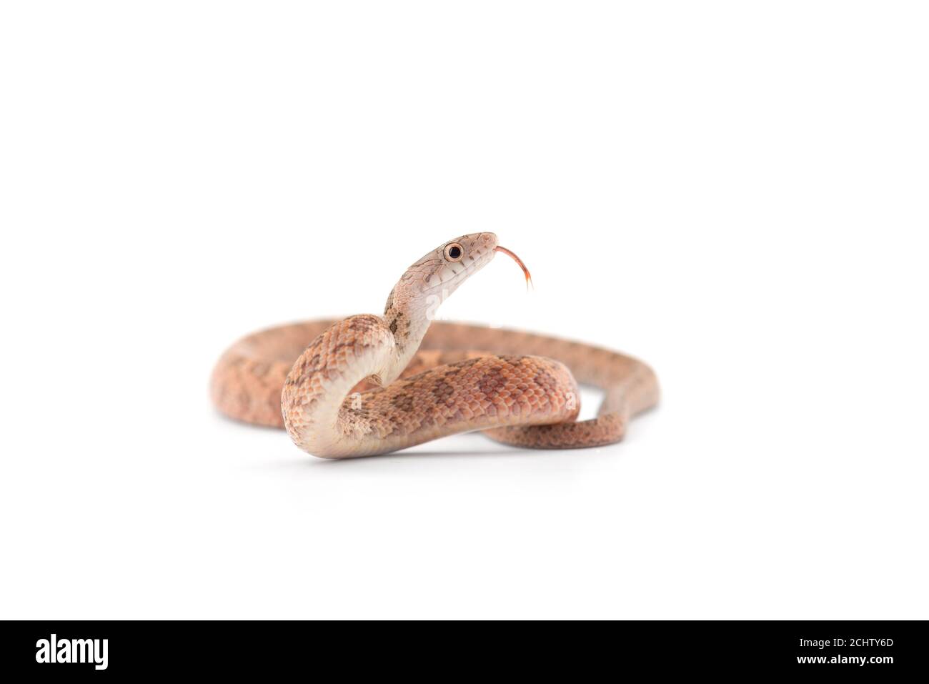 Aggressive Rat snake attack pose isolated on white background Stock ...