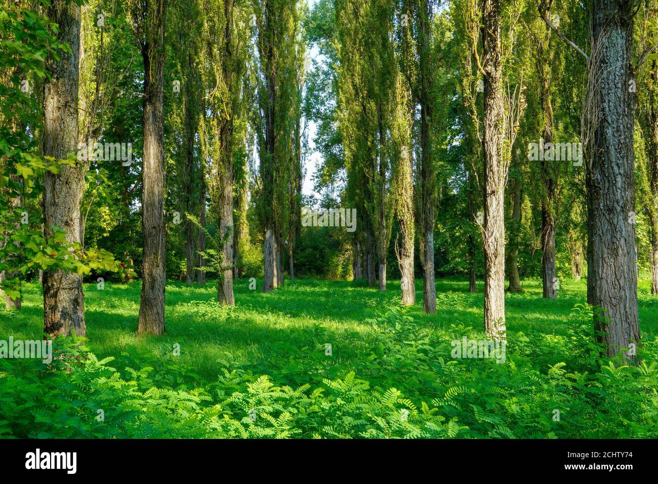 Walkway with trees in symmetry on both sides Stock Photo - Alamy