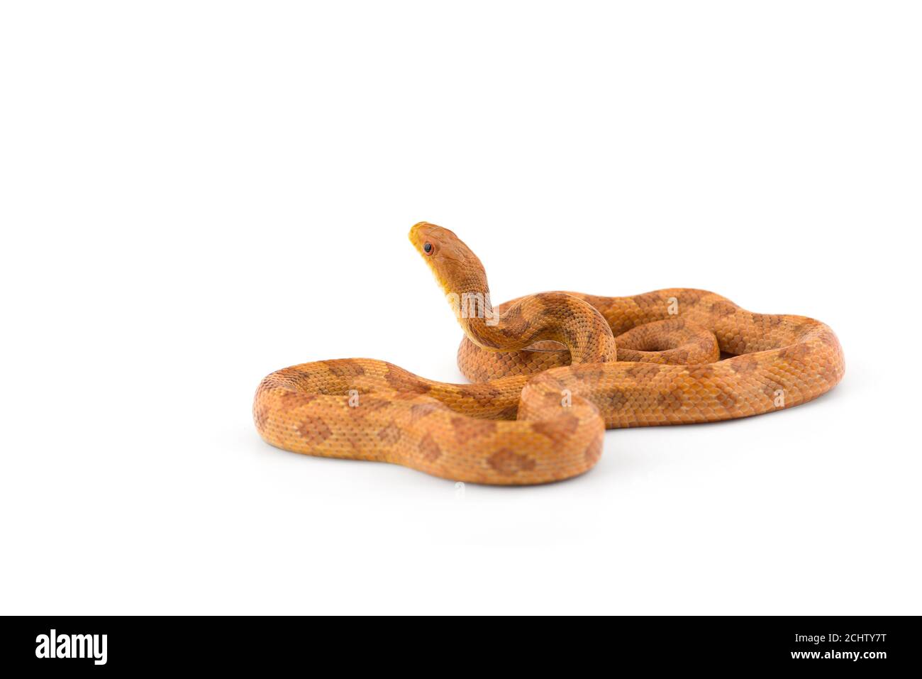 Aggressive Rat snake attack pose isolated on white background Stock ...