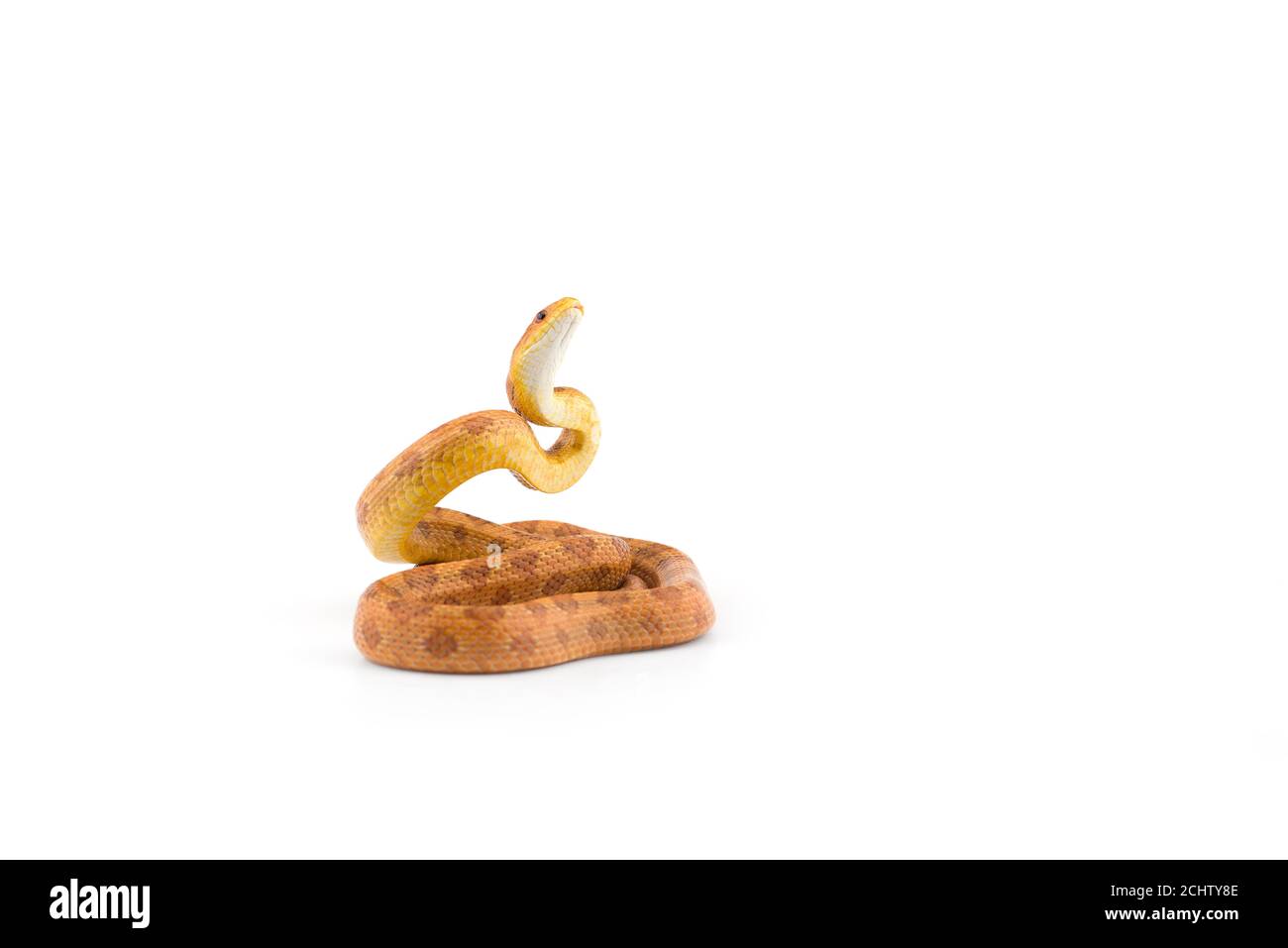 Aggressive Rat snake attack pose isolated on white background Stock ...