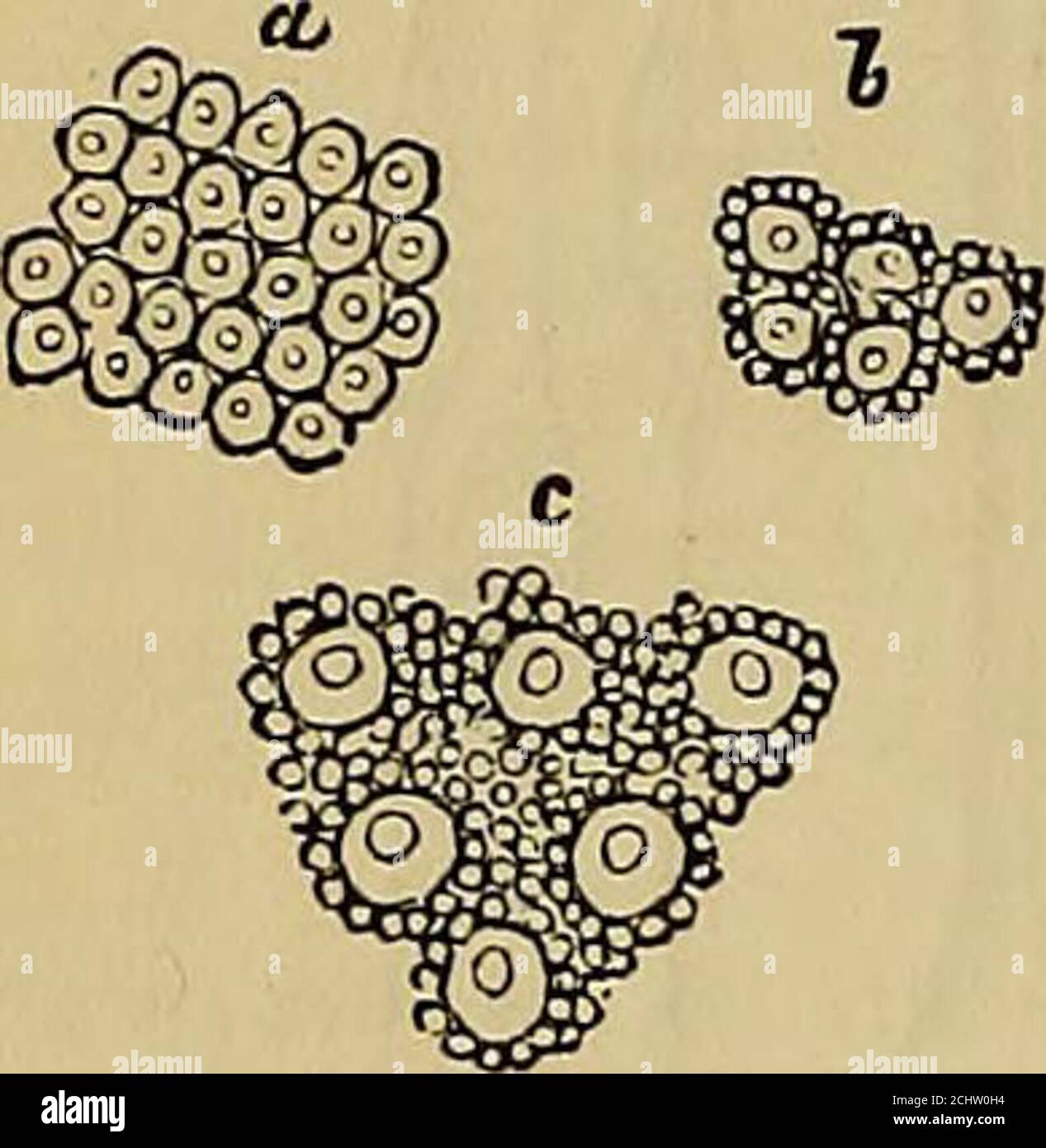 . Quain's elements of anatomy . 416 THE EYE. 7. The layer of rods and ...
