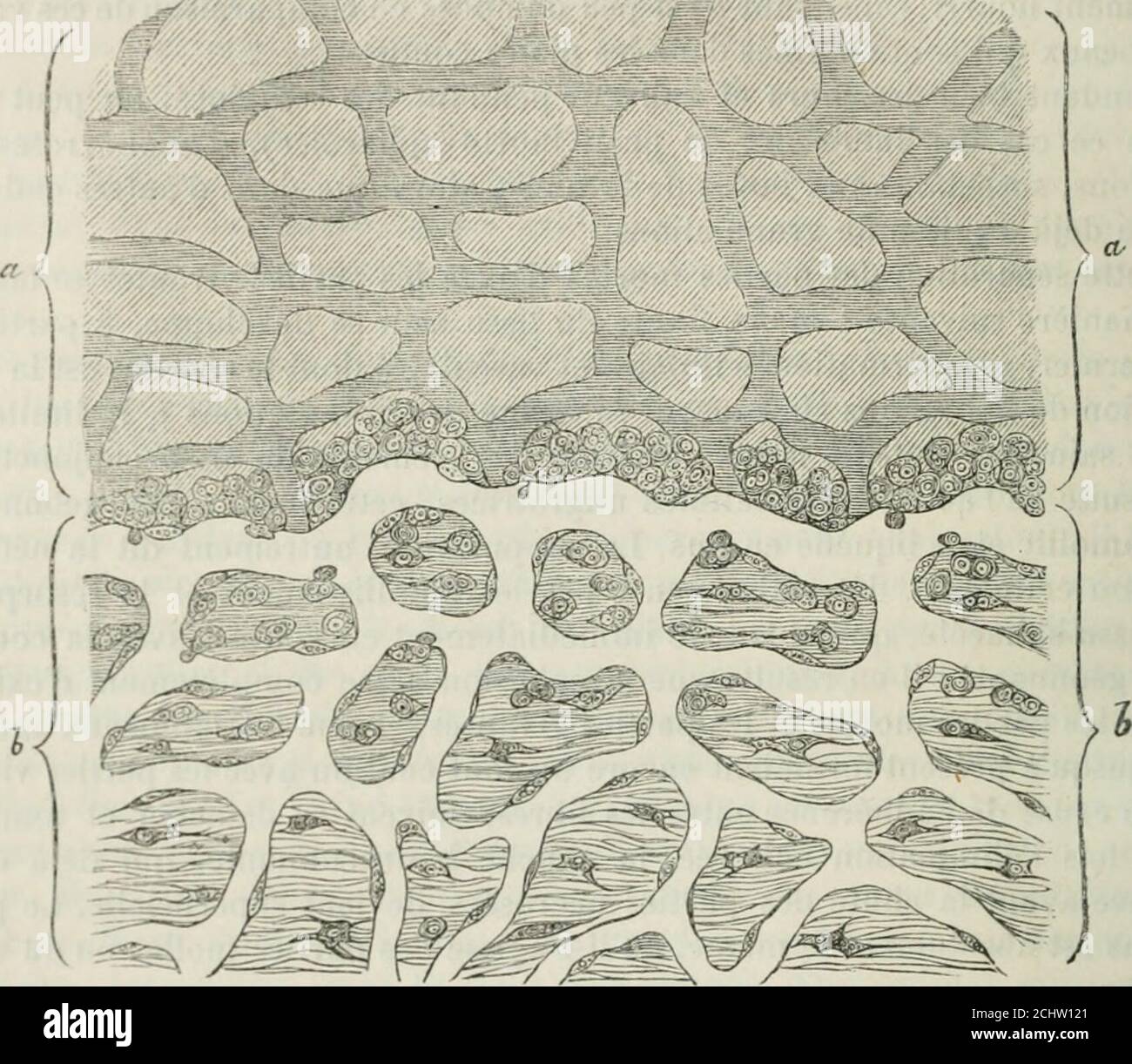 . Pathologie et thérapeutique chirurgicales générales . , nous ...