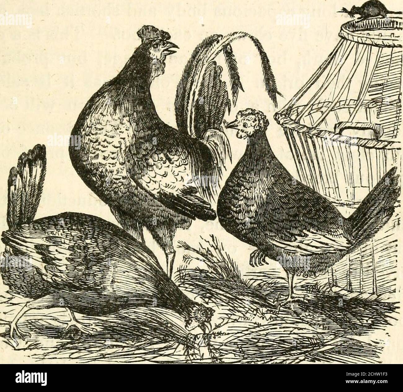 . The American poulterer's companion: : a practical treatise on the ...
