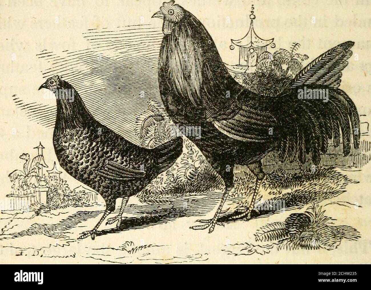 . The American poulterer's companion: : a practical treatise on the ...