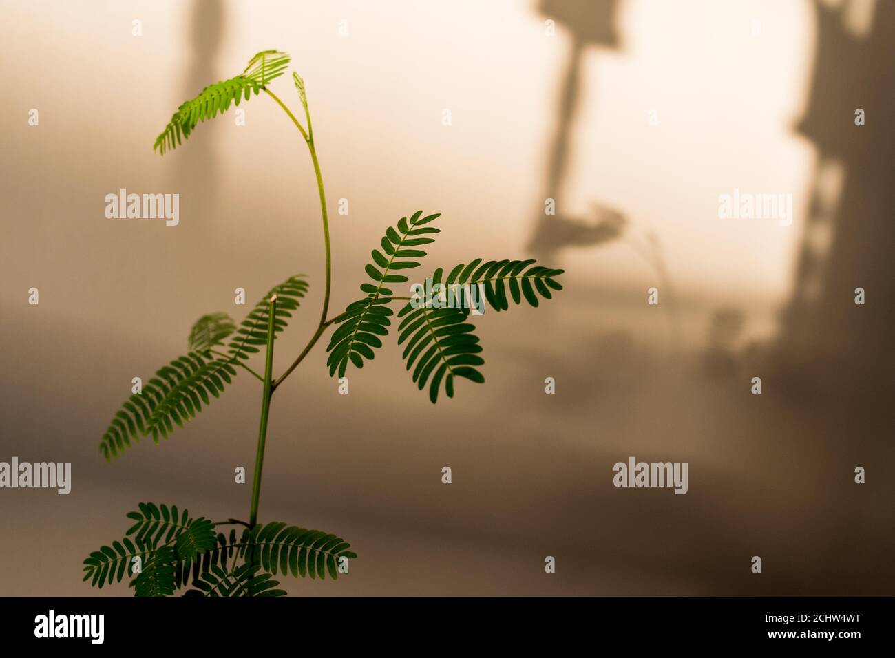 Plant with shadow hi-res stock photography and images - Alamy