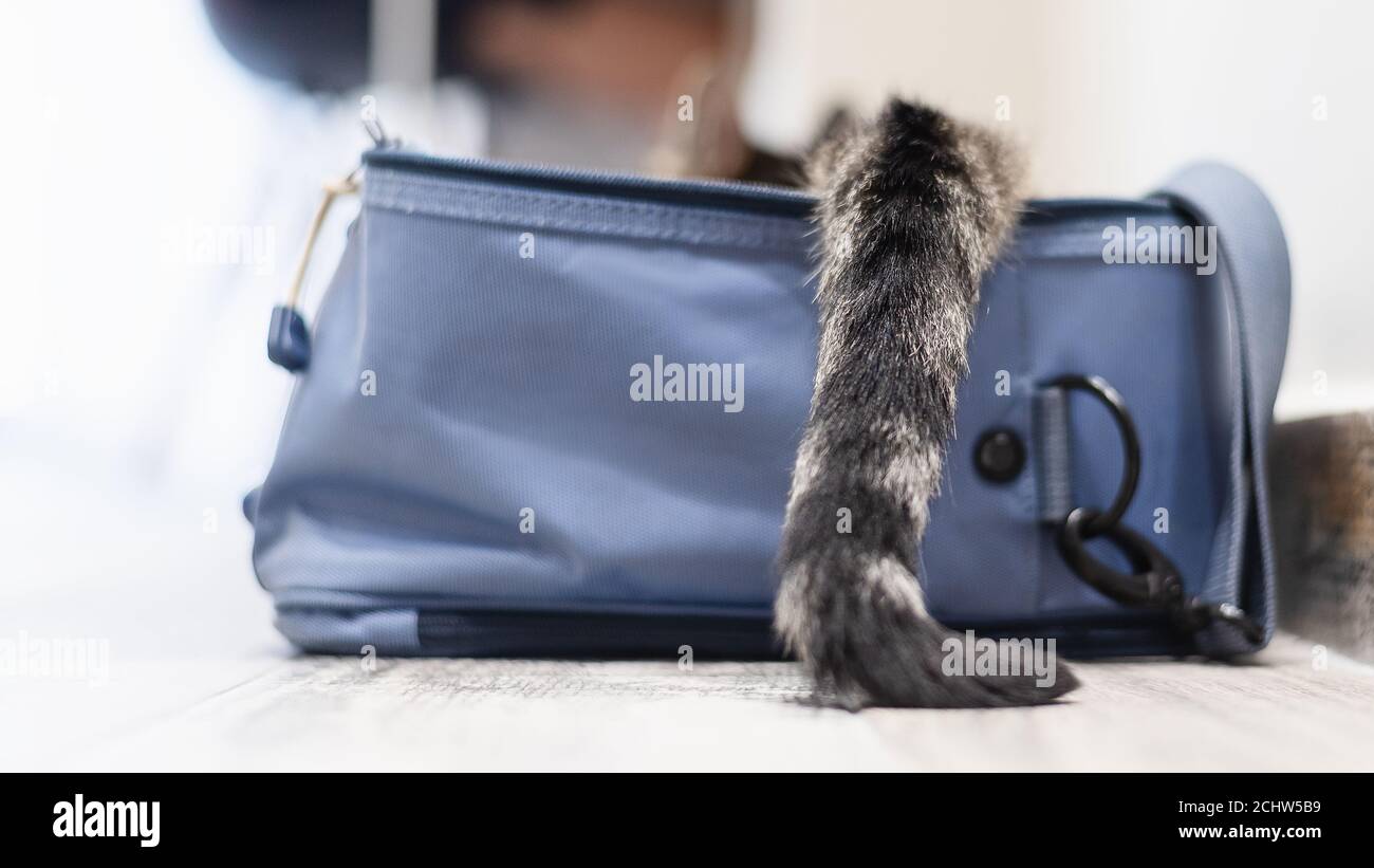 Cat's tail hanging from a bag Stock Photo - Alamy