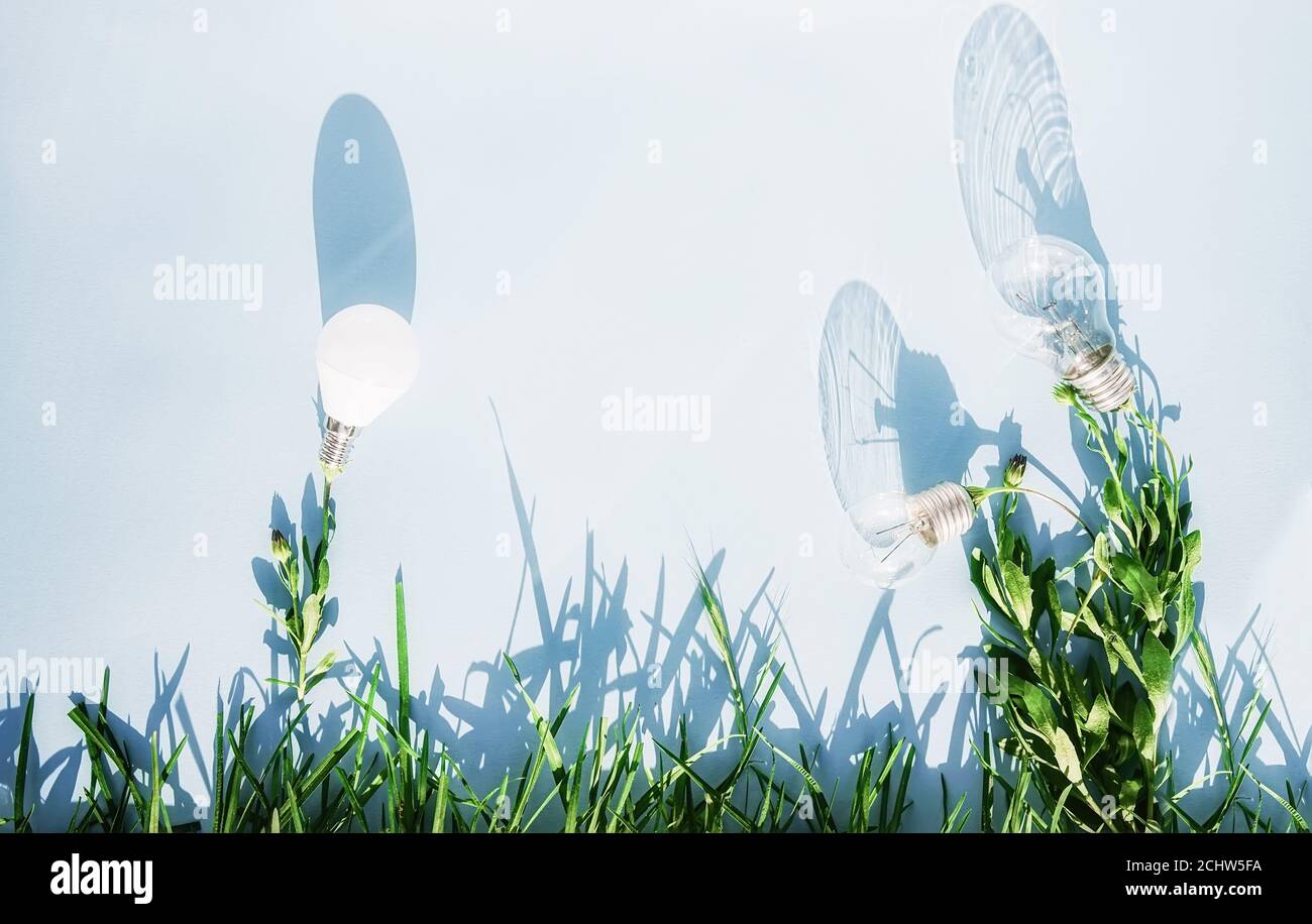 plants and flowers, light bulb, smooth background without reflections ...