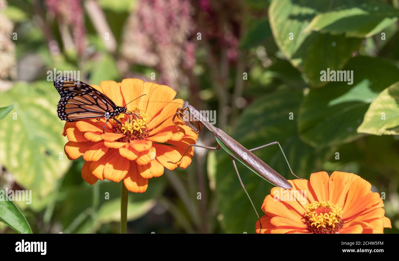 Closeup of female Chinese praying mantis approaching monarch butterfly ...