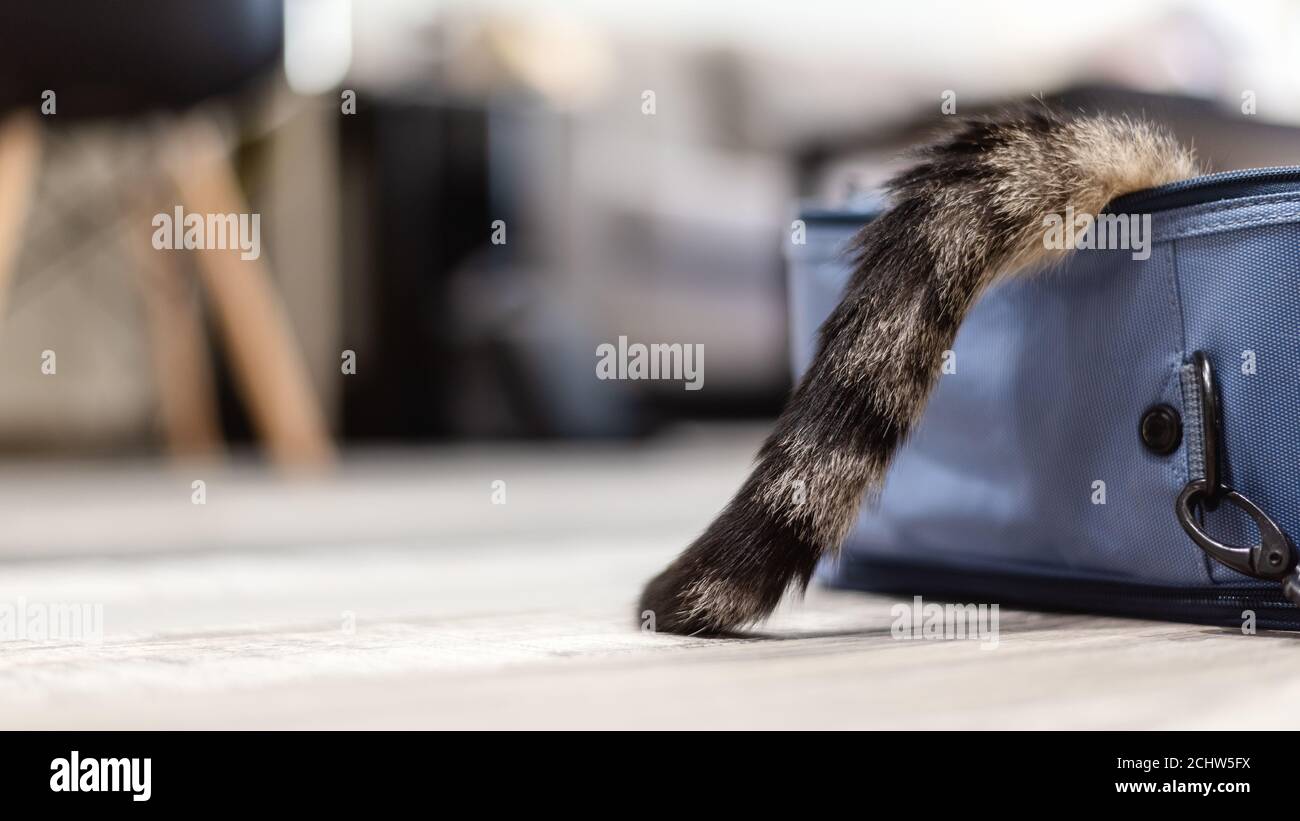 Cat's tail hanging from a bag Stock Photo - Alamy