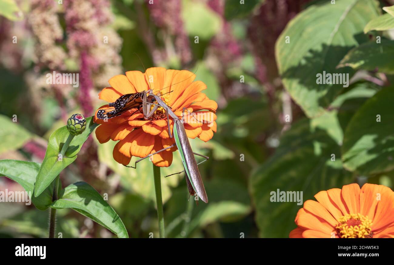 Female chinese mantis hi-res stock photography and images - Alamy