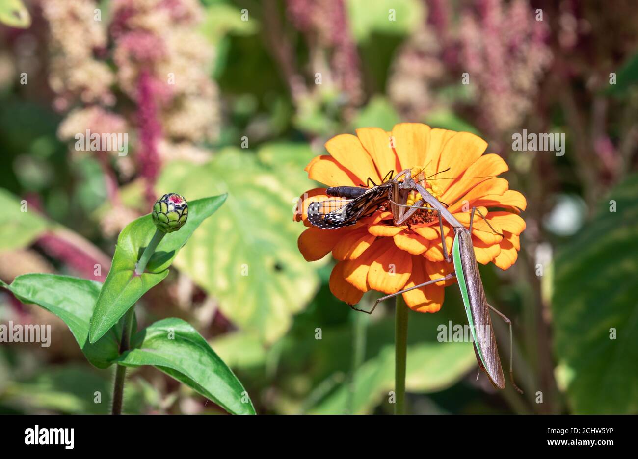 Female chinese mantis hi-res stock photography and images - Alamy