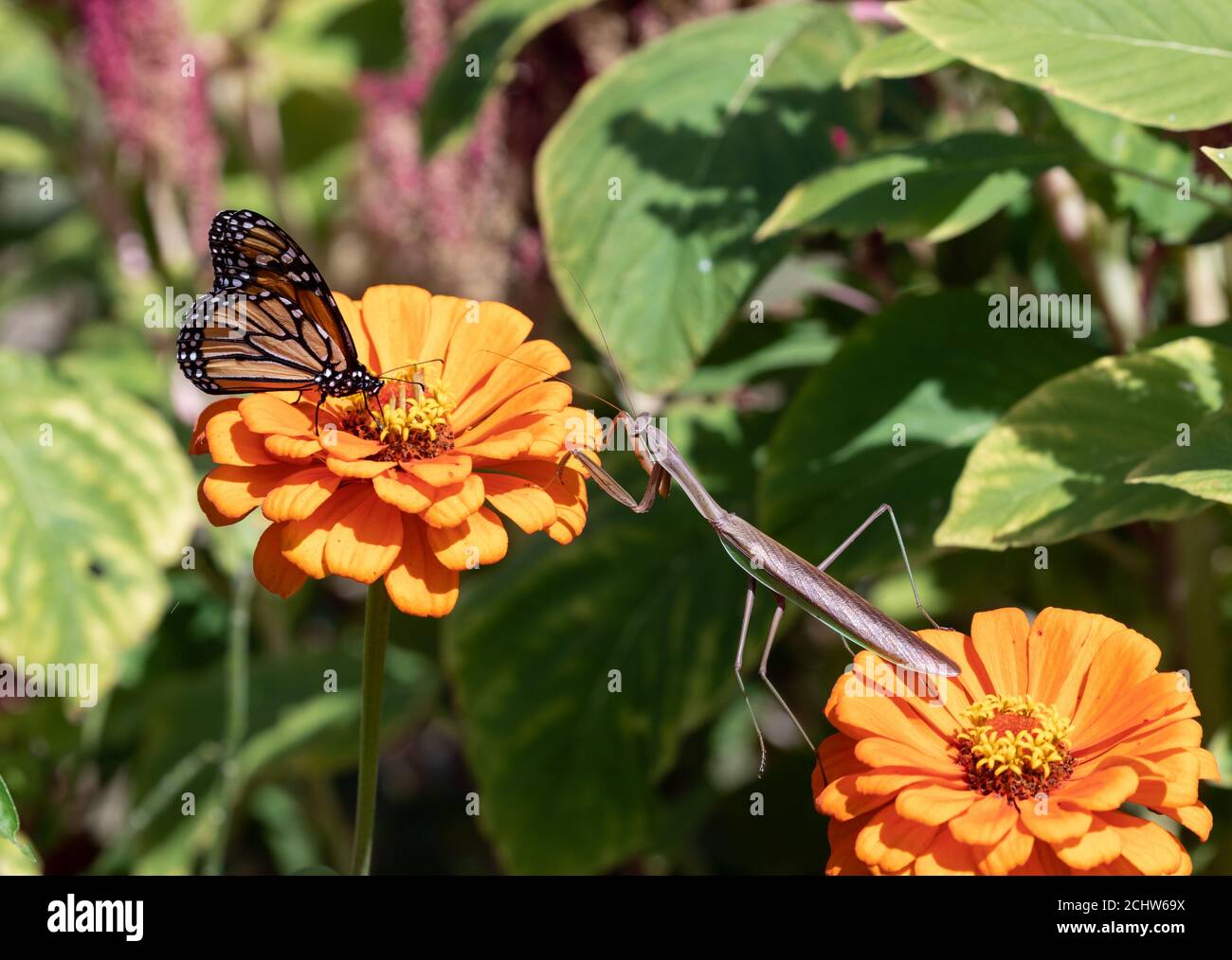 Closeup of female Chinese praying mantis approaching monarch butterfly ...
