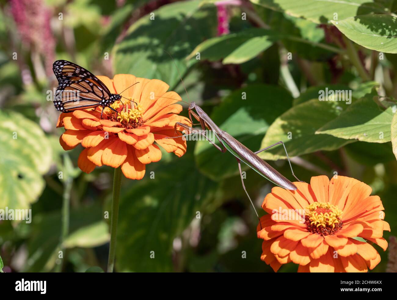 Closeup of female Chinese praying mantis approaching monarch butterfly ...
