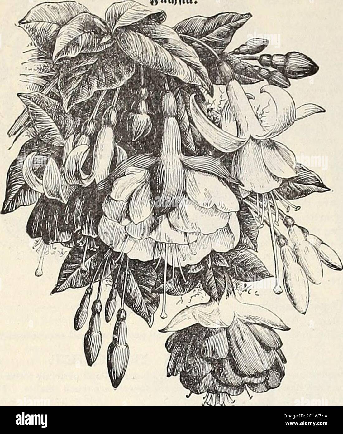 . Vick's garden and floral guide . rmilion ; free bloomer 25 Woman in ...