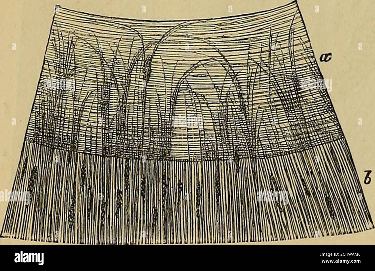 Pigmentary layer hi-res stock photography and images - Alamy