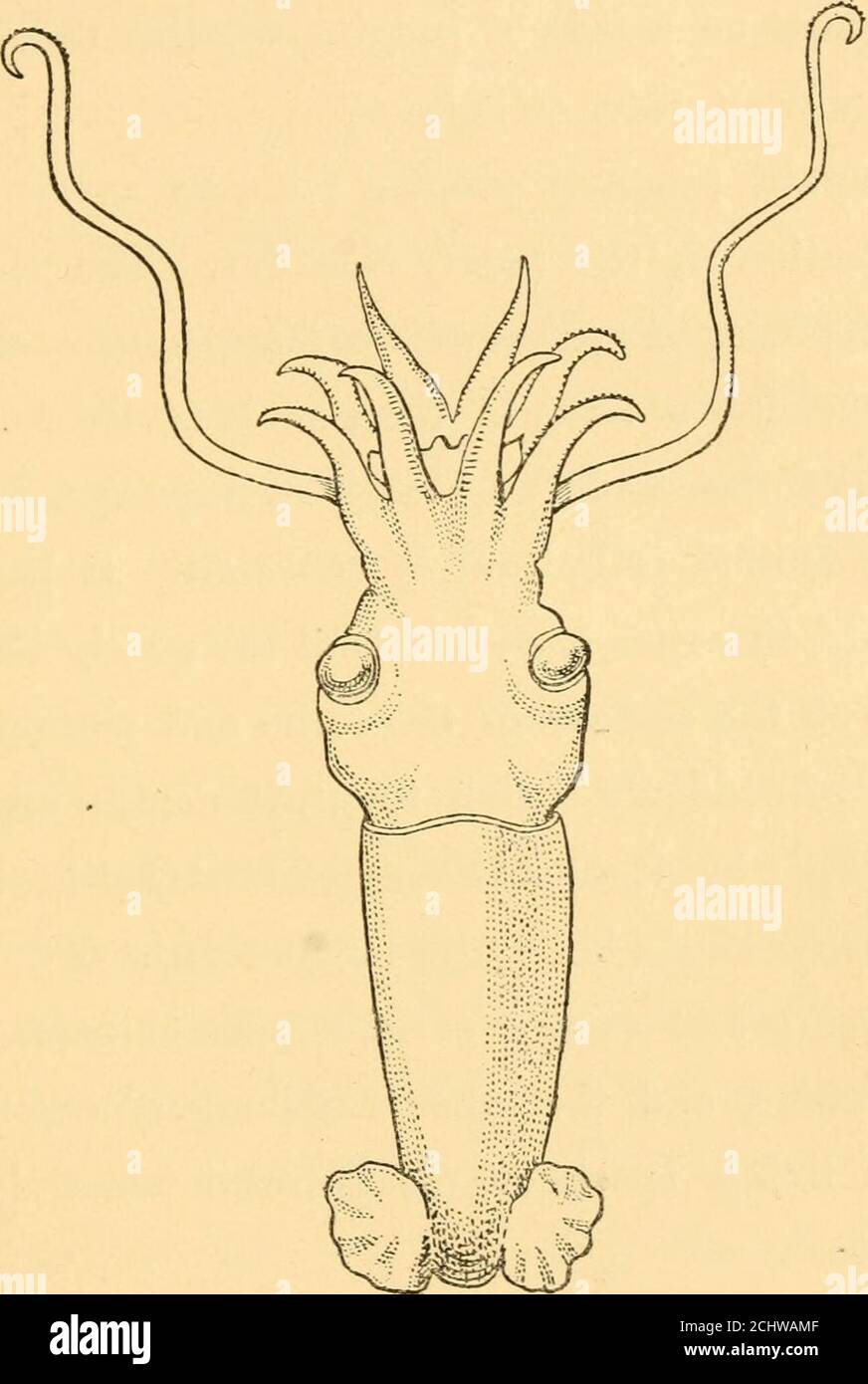 . The fauna of the deep sea . al new genera werefound in the deep water ...