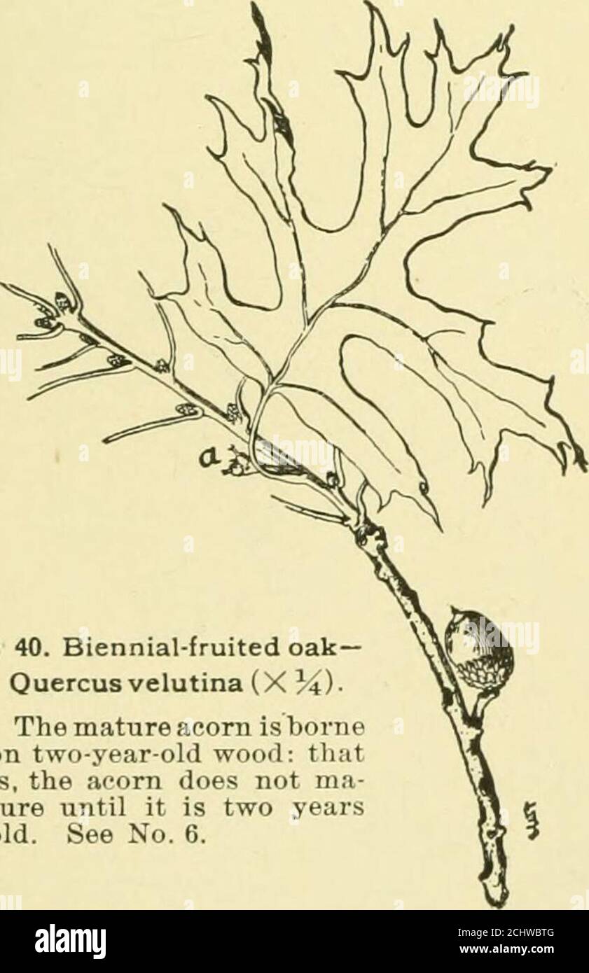 Quercus velutina hi-res stock photography and images - Alamy