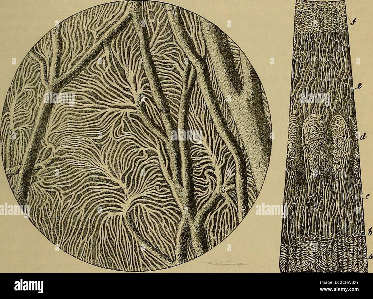 Inner boundary membrane hi-res stock photography and images - Alamy