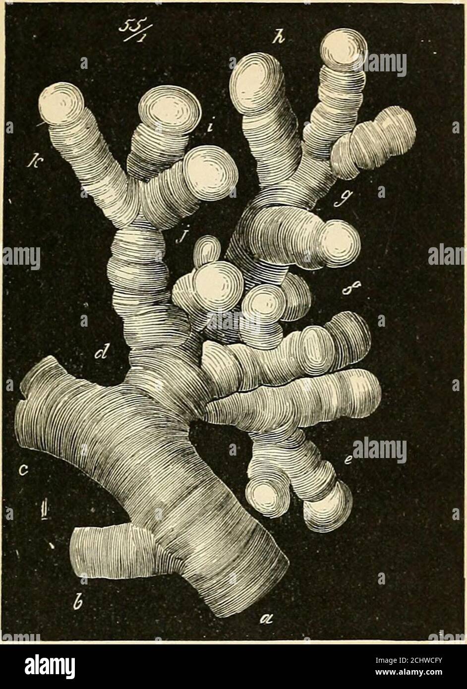 Cartilaginous rings hi-res stock photography and images - Alamy