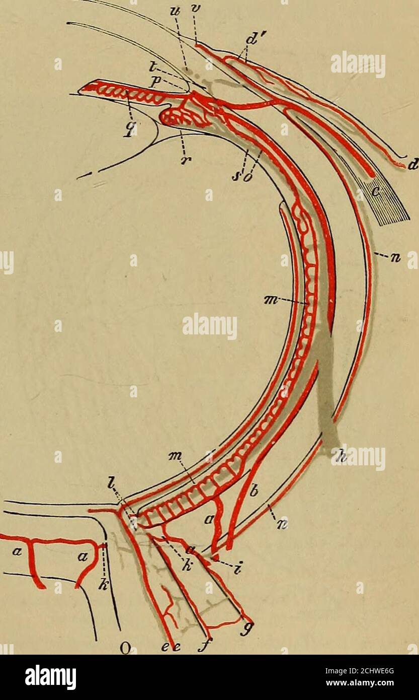 . Quain's elements of anatomy . brane, the memhrane of Brucli, which ...