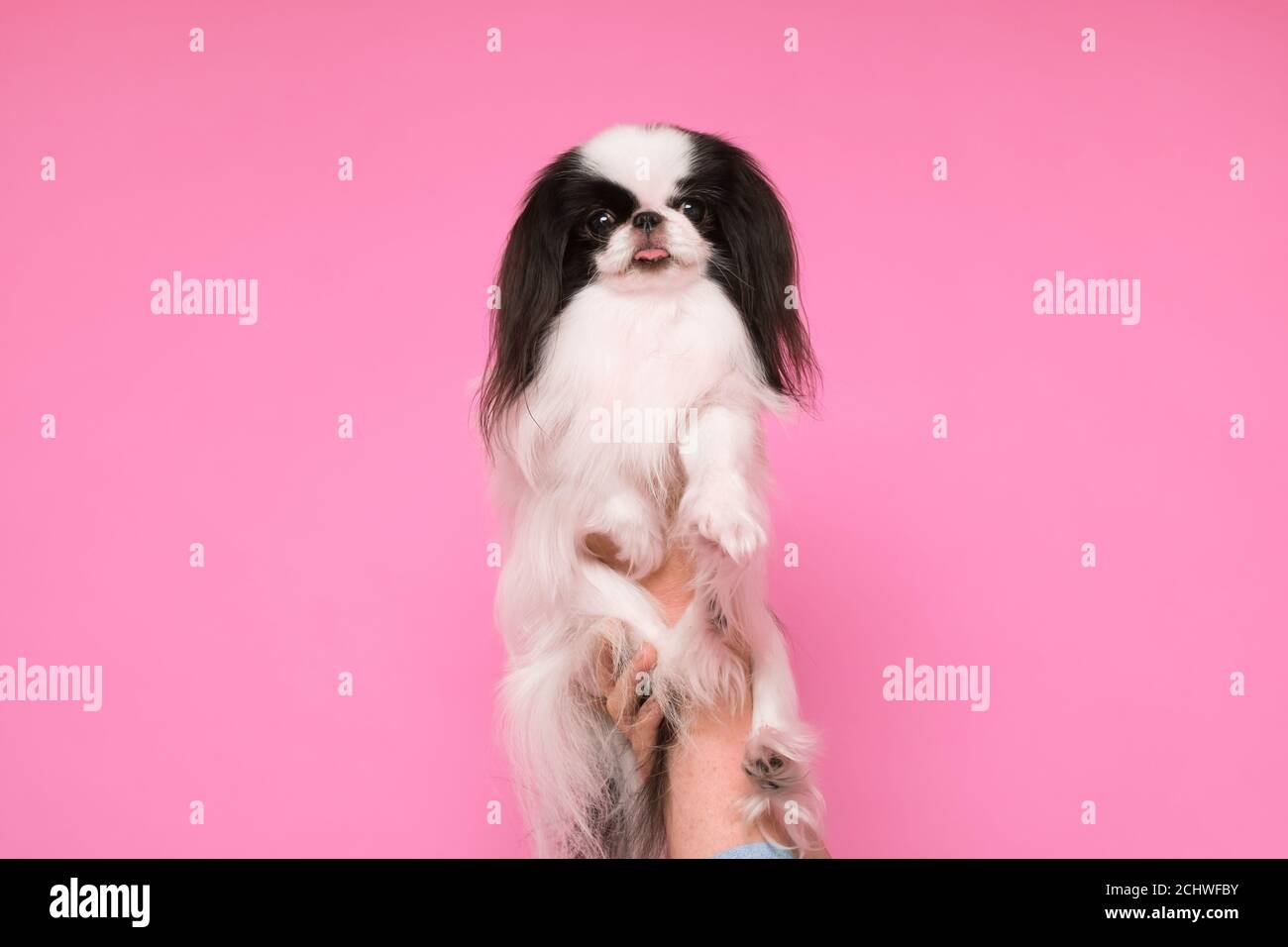 Small cute Japanese Chin against pink background Stock Photo - Alamy