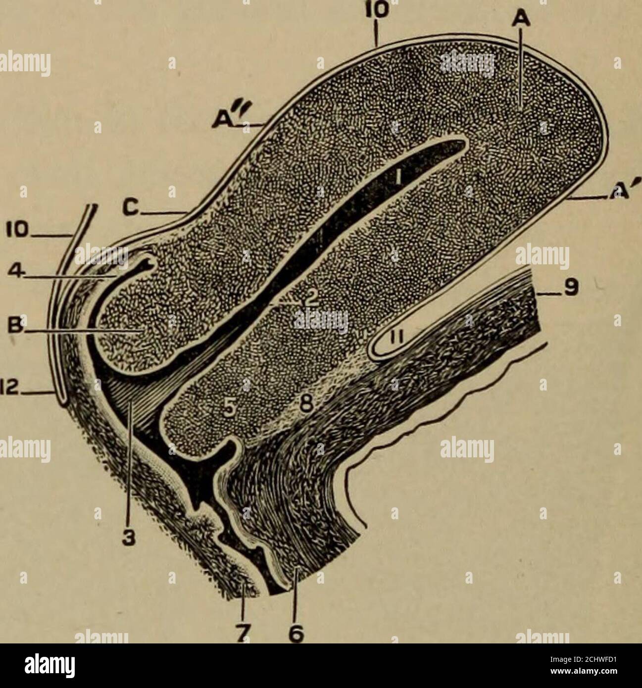 . The diagnosis of diseases of women . s the distinction between a ...