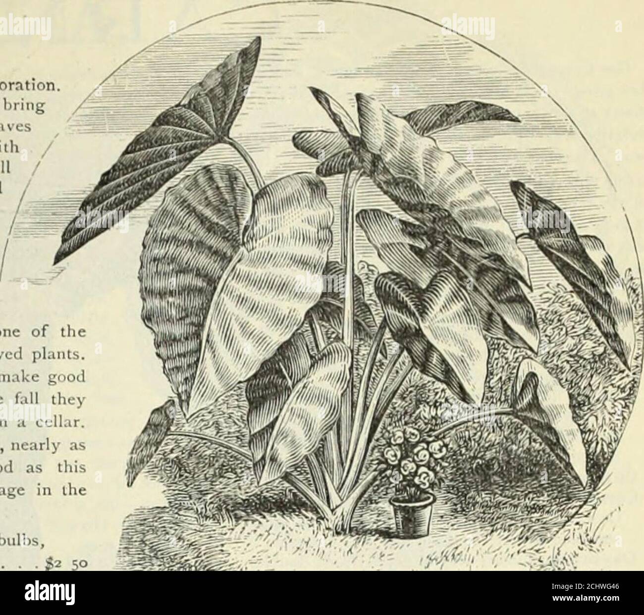 . Vick's garden and floral guide . CALADIUM ESCULENTUM Stock Photo - Alamy